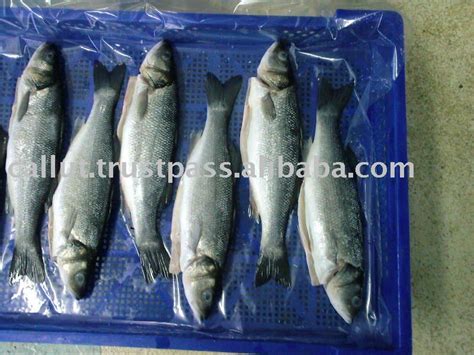 Sea Bass Frozen Gutted And Descaledturkey Price Supplier 21food