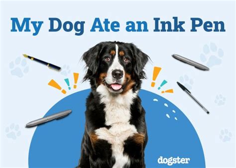 How To Give Cbd Oil To Dogs 5 Vet Reviewed Tips And Tricks Dogster