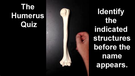 Humerus Diagram Quiz Medicalgraphics Drawing Bones Of Arm Lateral Humerus Diagram Quiz Medicalgraphics Drawing Bones Of Arm Lateral