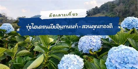 ลัดเลาะเที่ยว ทุ่งไฮเดรนเยียอินทนนท์ สวนคุณทองดี บนยอดดอยอินทนนท์