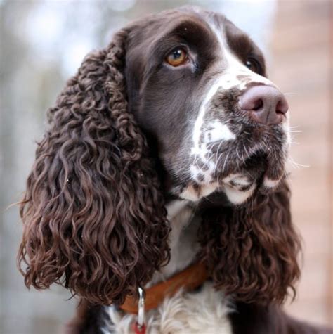 Английский спрингер спаниель: описание породы, фото, уход