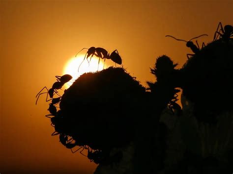 Definen Cuántas Hormigas Viven En La Tierra