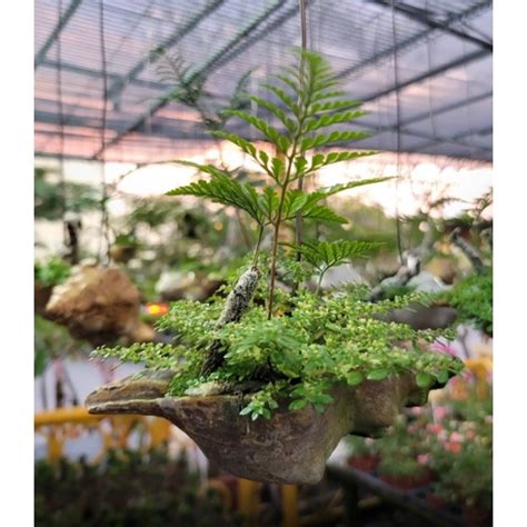 花囍園 蕨類植物兔腳蕨 造型 生性強健 常綠草本附生蕨類 6吋 蝦皮購物