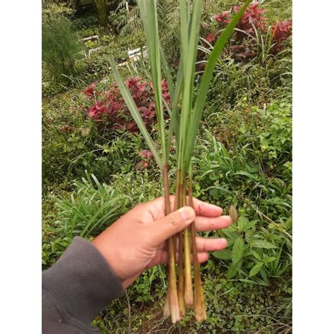 Jual Bibit Serai Merah Cabutan Bibit Sereh Merah Serai Merah Cabutan