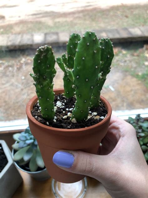 Drooping Prickly Pear Cactus Cactus Cactus Plants Prickly Pear Cactus