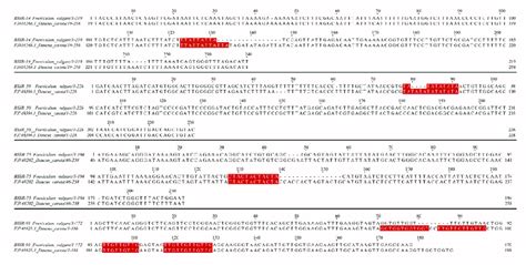 sequence alignments between simple sequence repeat ssr flanking