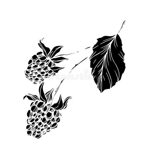 Blackberry Healthy Food Black And White Engraved Ink Art Isolated