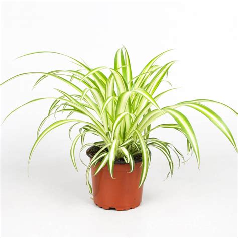 Zeleno Sobno Bilje Kategorije Proizvoda Vrtni Centar Flora