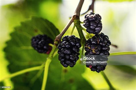 잘 익은 블랙 베리 가까이 지점에 Macroblack 익은 고 익 지 않는 Mulberries 상 나뭇가지에 매달려 녹색 잎에