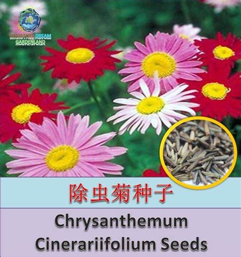 【ready Stock现货】chrysanthemum Cinerariifolium Seeds 除虫菊种子 Lazada