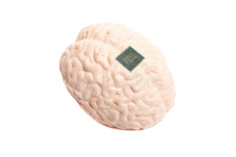 Human Brain Anatomical Model With Cpu Processor Microchip Stock Image