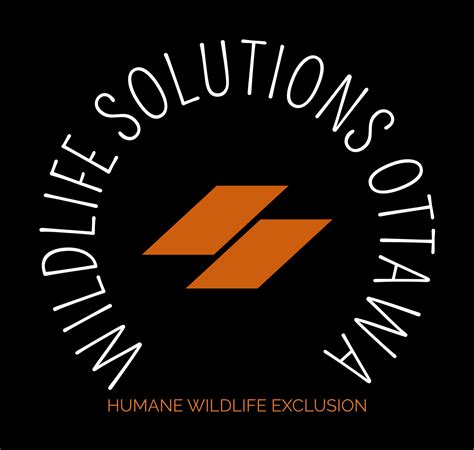 Pest Control Ottawa Experts Raccoon Removal And Squirrel Removal In