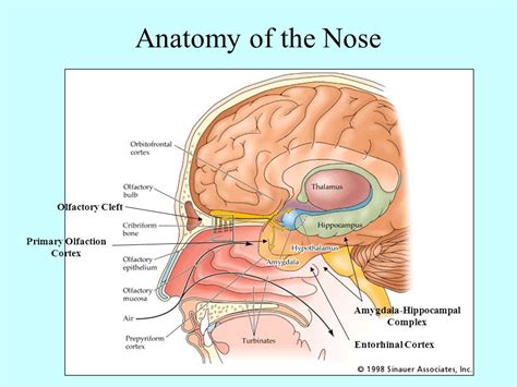Primary Olfactory Cortex
