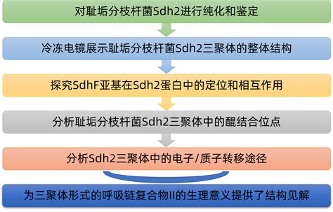 Nature Communications：含有sdhf膜蛋白的耻垢分枝杆菌琥珀酸脱氢酶三聚体的冷冻电镜结构 中科脂典