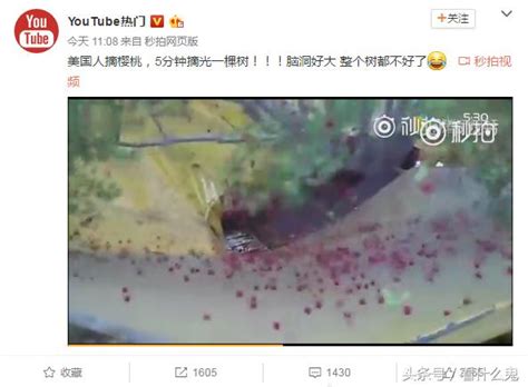 美國摘果機5分鐘摘光一顆櫻桃樹感覺果樹被掏空 每日頭條