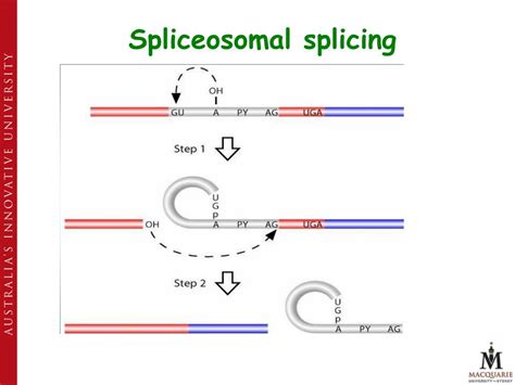 Ppt Alternative Splicing And Disease An Overview Powerpoint Presentation Id315814
