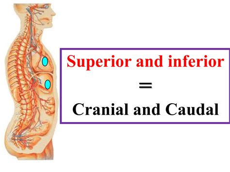 Introduction To Anatomy Dr Ahmed Gamal Pdf