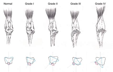 Skeletal Abnormalities Associated With Patellar Luxation Notes On The Download Scientific
