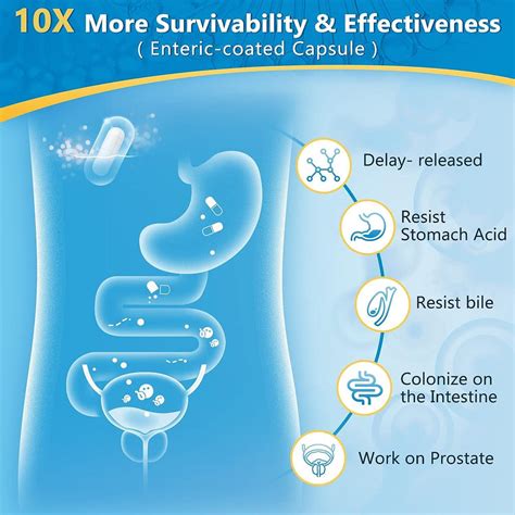 Probiotics Prebiotics Digestive Enzymes 3 In 1 For Men Digestive