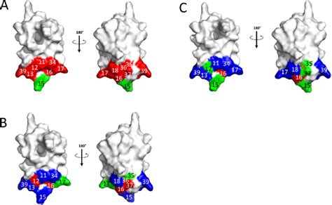 Structure Of Bpti With Binding Interface Positions Colored According To