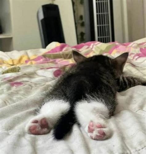 침대 누우려고 했던 집사가 아기 고양이 때문에 심장 붙잡은 이유