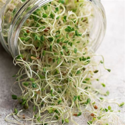 Buy Healthy Sprouts In Uae Al Aliyo Shop