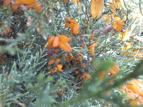 Juniper Tree Integrated Pest Management