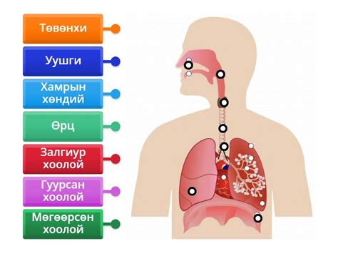 Амьсгалын эрхтэн тогтолцоо Labelled Diagram