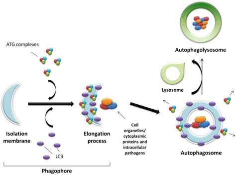 Cells Free Full Text The Role Of Autophagy In Crohns Disease