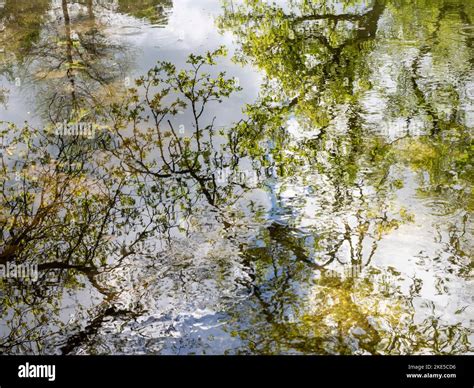 Tree Branches Reflected In Water Longstock Park Water Gardens
