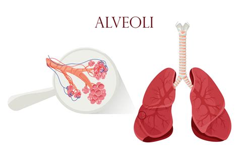 Lungs With Detailed Alveoli Structure 17214604 Vector Art At Vecteezy