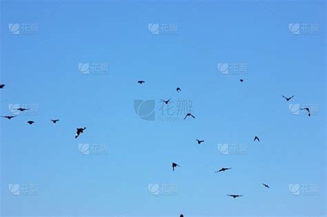 天空中有飞翔的鸟儿