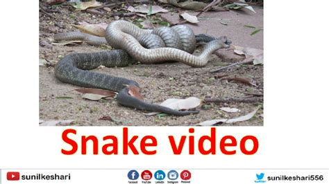 Snake Video Youtube