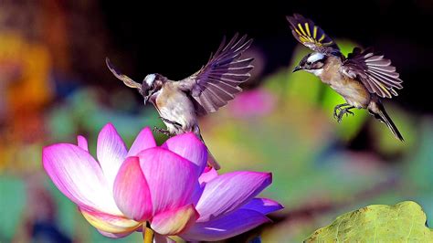 Flower Bird Fauna Passerine Flora Little Bird Wildlife Cute
