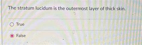 Solved The Stratum Lucidum Is The Outermost Layer Of Thick