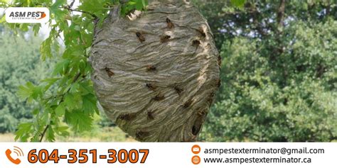 How Many Wasps Are In A Nest Understanding Wasp Colony Size