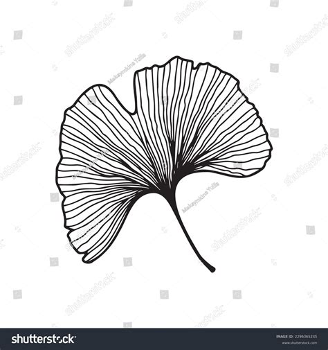 Hand Drawn Ginkgo Biloba Leaves Floral Stock Vector Royalty Free