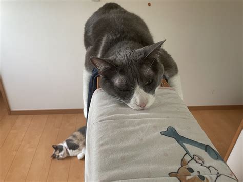 ふくたんの成長日記 ひとやすみ