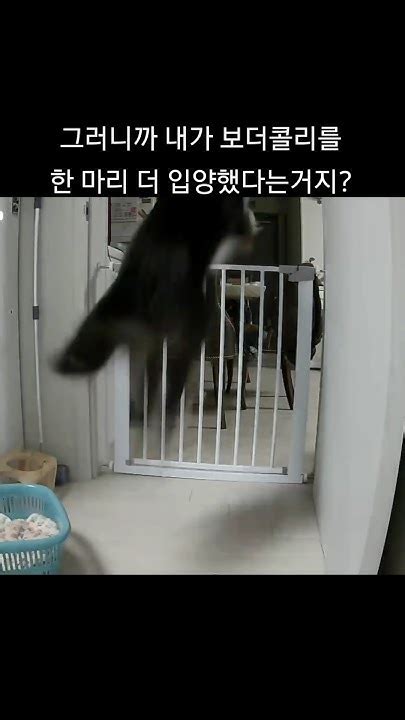 어질리티 중독인 보더콜리 강아지 Bordercollie Youtube