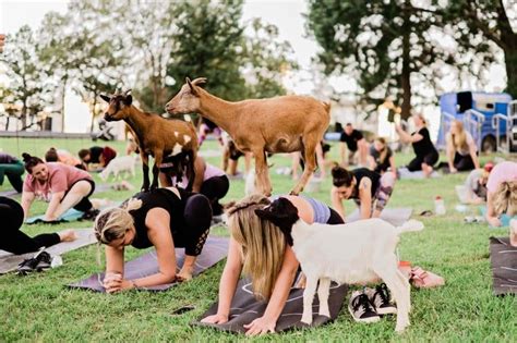 Blue Haze Farms Goat Yoga Blue Haze Farms