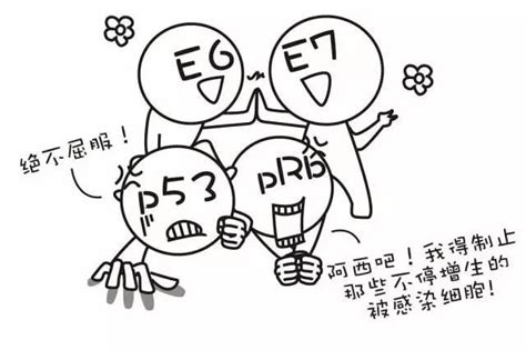 別再無知，簡單看懂hpv與宮頸癌 每日頭條