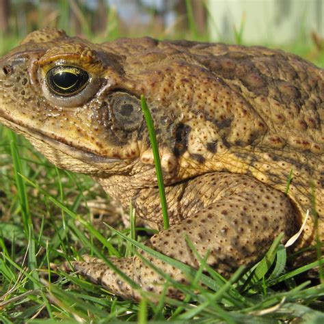 Cane Toads Eating