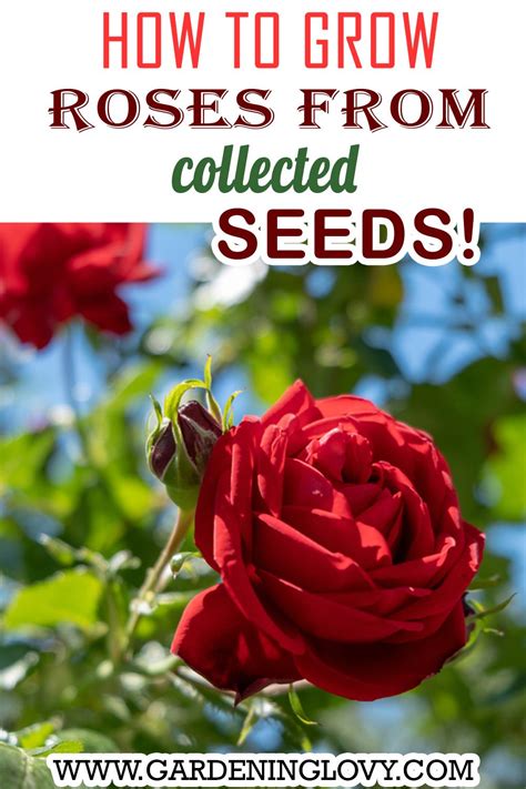 How To Grow Roses From Seeds All Types Of Roses Complete Growing Guide