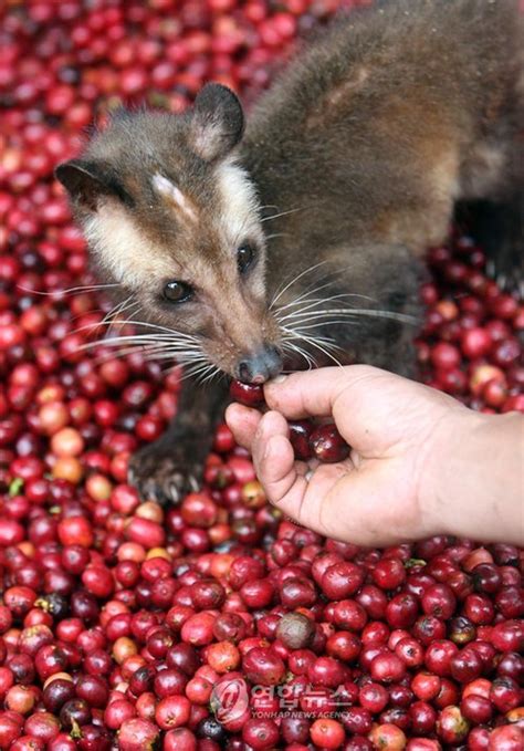 인도네시아 사향고양이 루왁커피 생산중