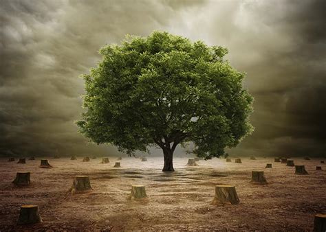 पेड़ बचाओ पर निबंध Save Trees Essay In Hindi Ped Bachao Par Nibandh