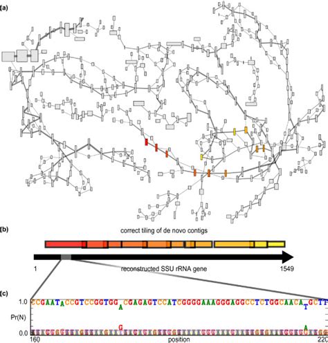 De Novo Assembly Of Ssu Rrna Genes Versus Reconstruction Of Full Length Download Scientific