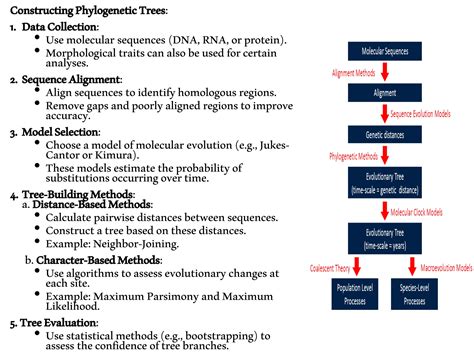Phylogenetic Tree For The Diagram Description Of Evolutionary