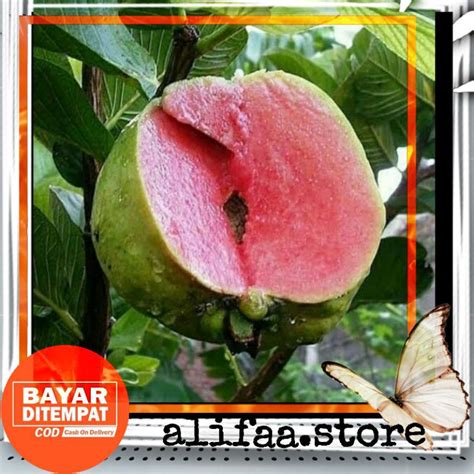 Jual Bibit Buah Jambu Sukun Merah Okulasi Cepat Berbuah Shopee Indonesia