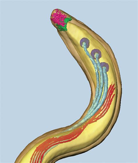 Treponema Pallidum Diagram