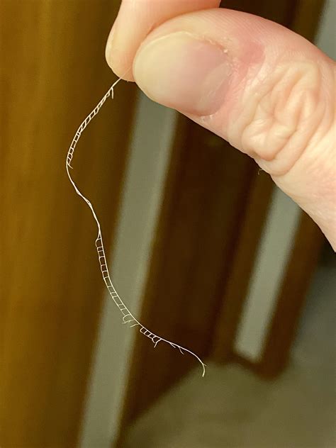 Ladder Time R Split Ends